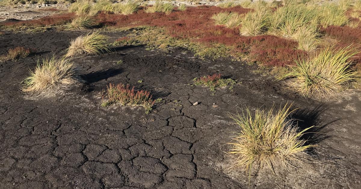 Nachhaltiges Projekt auf Hummock Island | TREECK®